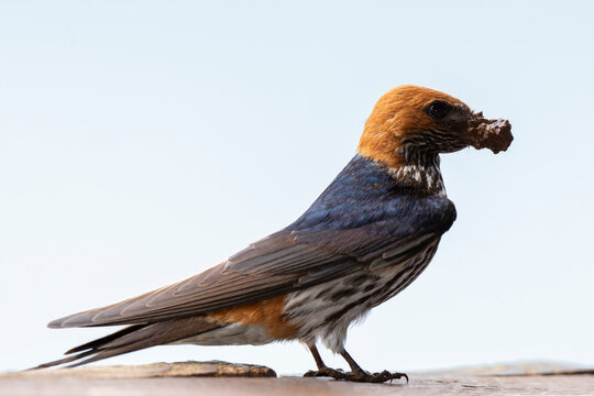 รูปภาพPassereau – เลือกดูภาพถ่ายสต็อก เวกเตอร์ และวิดีโอ6,058 | Adobe Stock