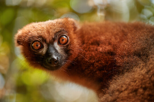 Red Lemur Eyes