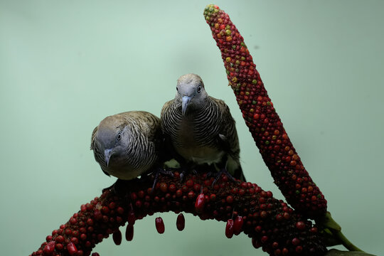 รูปภาพKurokutok – เลือกดูภาพถ่ายสต็อก เวกเตอร์ และวิดีโอ1,546 | Adobe Stock