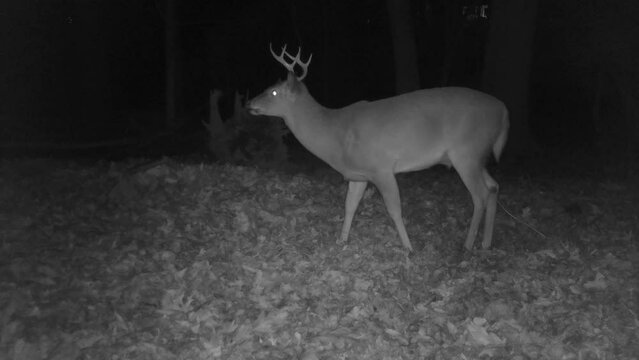 Deer At Night Images – Browse 57,844 Stock Photos, Vectors, and Video ...