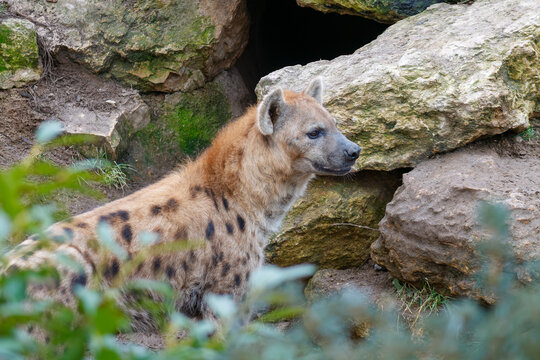 Strandwolf Bilder – Durchsuchen 34,760 Archivfotos, Vektorgrafiken und ...