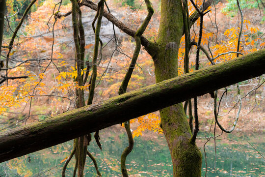 Dinusha photos, images, assets | Adobe Stock