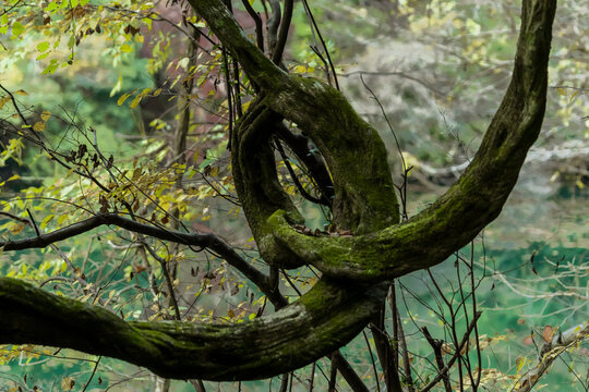 Dinusha photos, images, assets | Adobe Stock