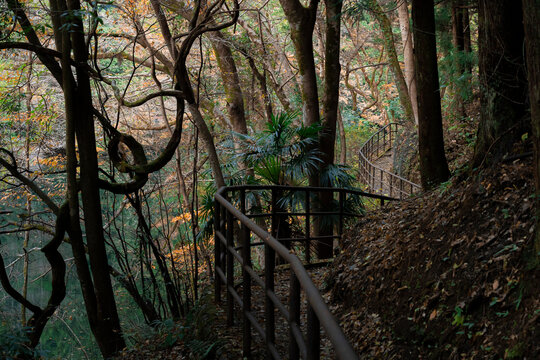 Dinusha photos, images, assets | Adobe Stock