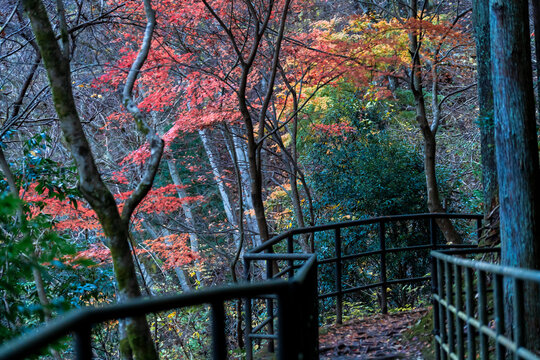 Dinusha photos, images, assets | Adobe Stock