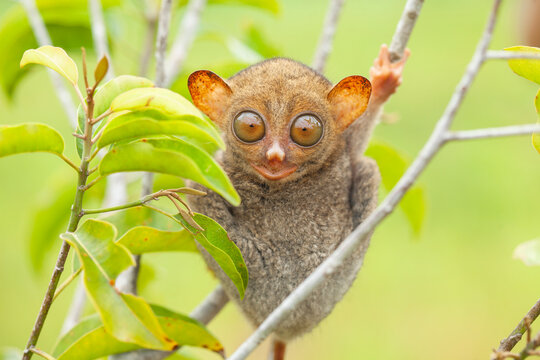 รูปภาพTarsiidae – เลือกดูภาพถ่ายสต็อก เวกเตอร์ และวิดีโอ8,658 | Adobe Stock