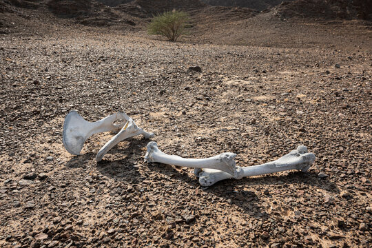 รูปภาพZnco3 – เลือกดูภาพถ่ายสต็อก เวกเตอร์ และวิดีโอ381 | Adobe Stock