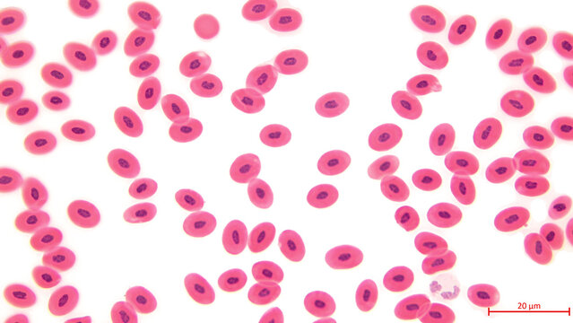 รูปภาพNrbc – เลือกดูภาพถ่ายสต็อก เวกเตอร์ และวิดีโอ242 | Adobe Stock