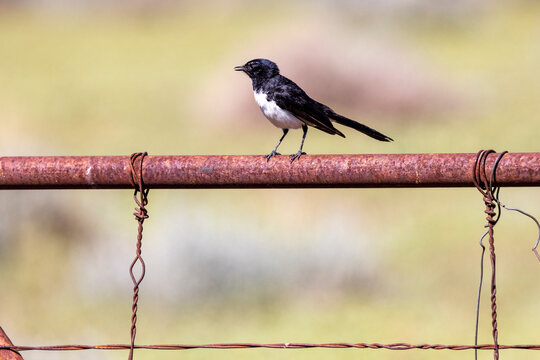 Willie-Wagtail Images – Browse 601 Stock Photos, Vectors, and Video ...