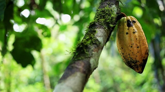Cacao Tree Images – Browse 408,518 Stock Photos, Vectors, and Video ...