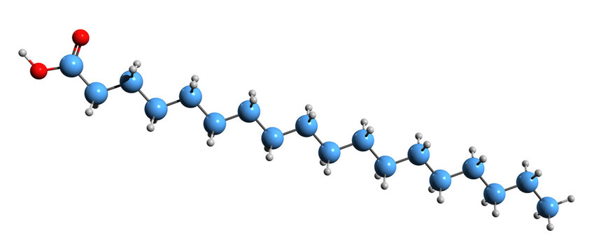 Triglyceride Model