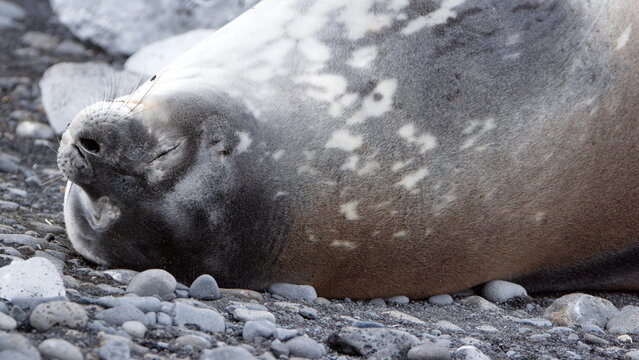 Crabeater 이미지 – 찾아보기 2,034 스톡 사진, 벡터 및 비디오 | Adobe Stock