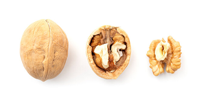 Open Nutshell Bilder – Durchsuchen 41,414 Archivfotos, Vektorgrafiken ...