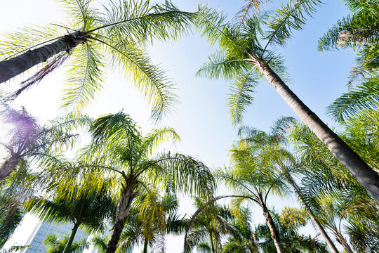 รูปภาพPalmiche – เลือกดูภาพถ่ายสต็อก เวกเตอร์ และวิดีโอ1,934 | Adobe Stock