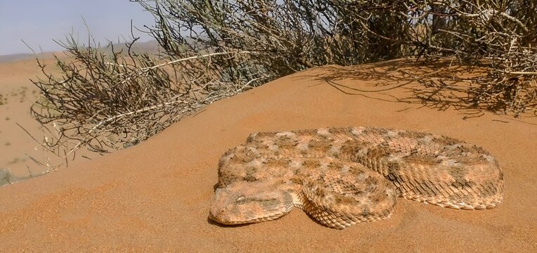 "Desert Animals" Immagini - Sfoglia 3,160 foto, vettoriali e video ...