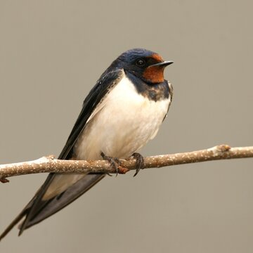 รูปภาพHirundo – เลือกดูภาพถ่ายสต็อก เวกเตอร์ และวิดีโอ8,394 | Adobe Stock