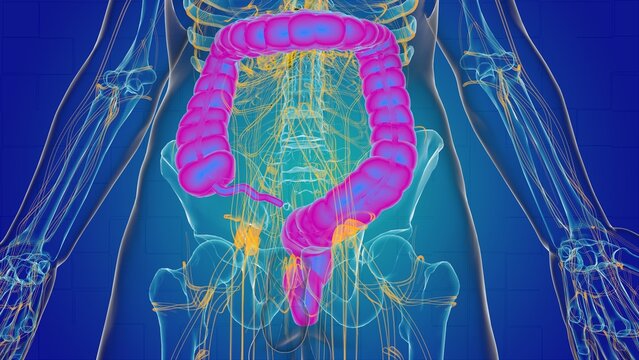 Ileum bilder – Bläddra bland 8,474 stockfoton, vektorer och videor ...