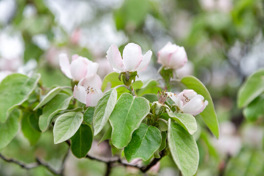 รูปภาพSelf-Pollination – เลือกดูภาพถ่ายสต็อก เวกเตอร์ และวิดีโอ268 ...