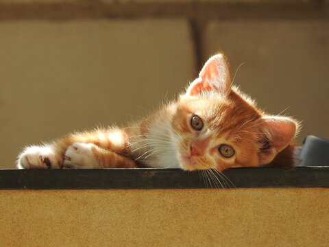 Imágenes de Kot: descubre bancos de fotos, ilustraciones, vectores y ...