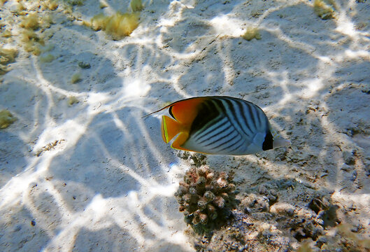 Butterfly-Fish Billeder – Gennemse 270 stockfotos, vektorer og videoer ...