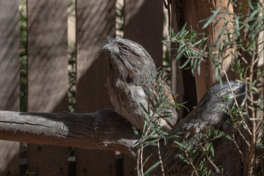 Mopoke Images – Browse 50 Stock Photos, Vectors, and Video | Adobe Stock