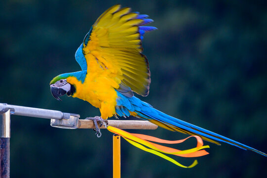 Yellow Parrots