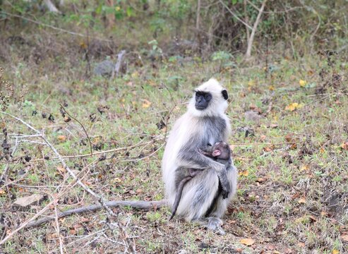 Langoor Bilder – Durchsuchen 214 Archivfotos, Vektorgrafiken und Videos ...