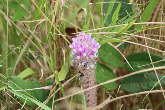 รูปภาพFaboideae – เลือกดูภาพถ่ายสต็อก เวกเตอร์ และวิดีโอ4,325 | Adobe Stock
