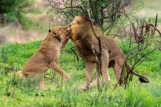 Accouplement Bilder – Durchsuchen 1,353 Archivfotos, Vektorgrafiken und ...