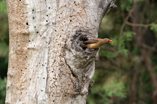 「Tickbird」の画像 - 3,085 件の Stock 写真、ベクターおよびビデオ | Adobe Stock