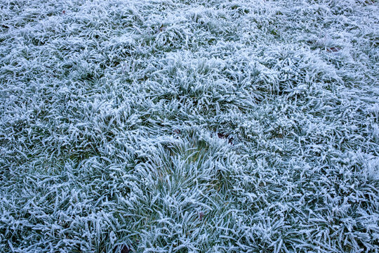 Grassprieten Images – Browse 3 Stock Photos, Vectors, and Video | Adobe ...