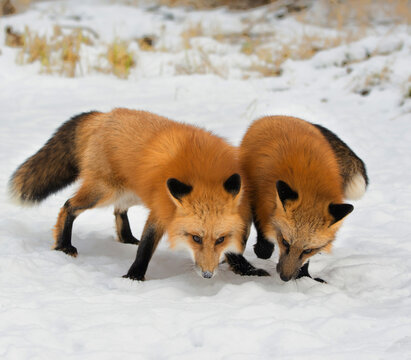 "Two Foxes" Images – Browse 86 Stock Photos, Vectors, and Video | Adobe ...