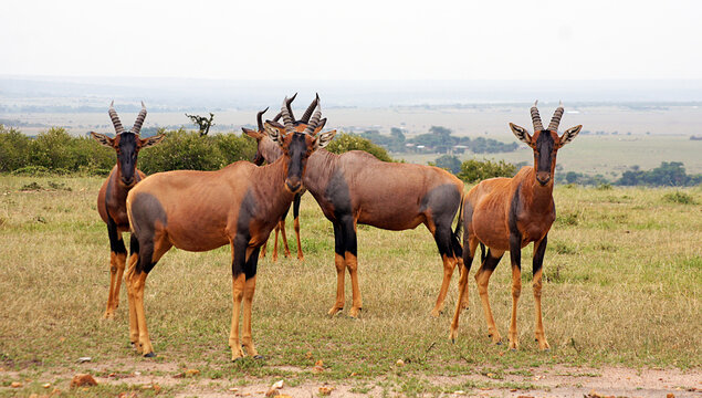 Topi.animal Images – Parcourir 3,019 le catalogue de photos, vecteurs ...