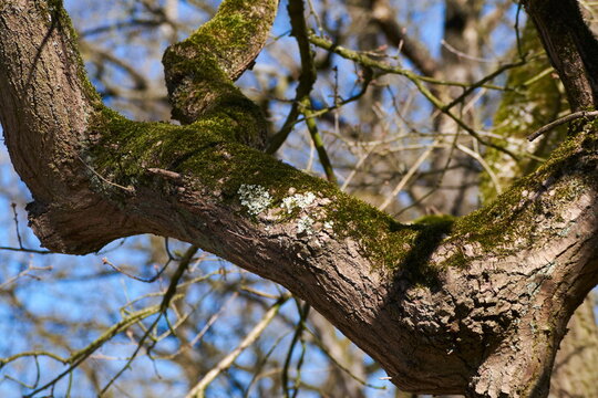 「Eichenast」の写真素材 | 82件の無料イラスト画像 | Adobe Stock