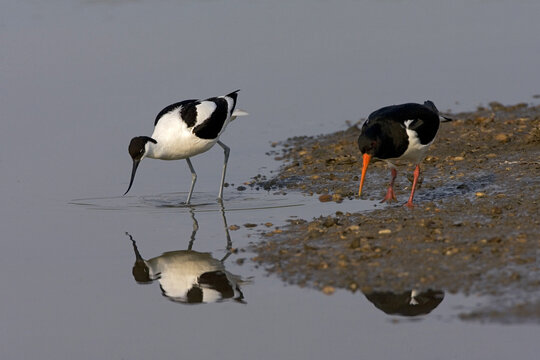 รูปภาพKluut – เลือกดูภาพถ่ายสต็อก เวกเตอร์ และวิดีโอ394 | Adobe Stock