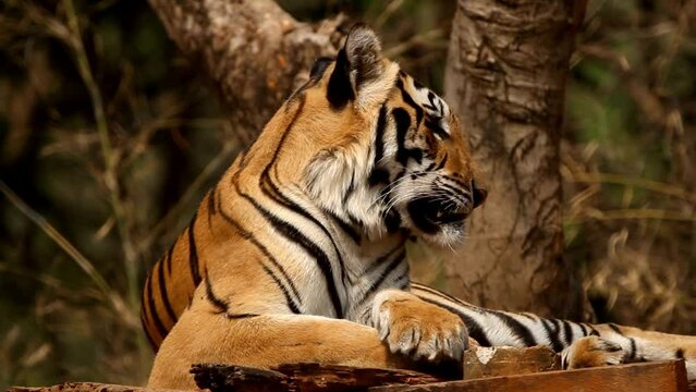 Tigri 이미지 – 찾아보기 29,724 스톡 사진, 벡터 및 비디오 | Adobe Stock