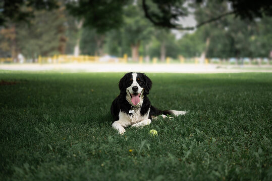 "Dog Playing Outside" Images – Browse 327 Stock Photos, Vectors, and ...