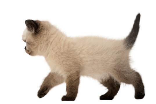 "Domestic Short-Haired Cat" Images – Browse 33,726 Stock Photos ...