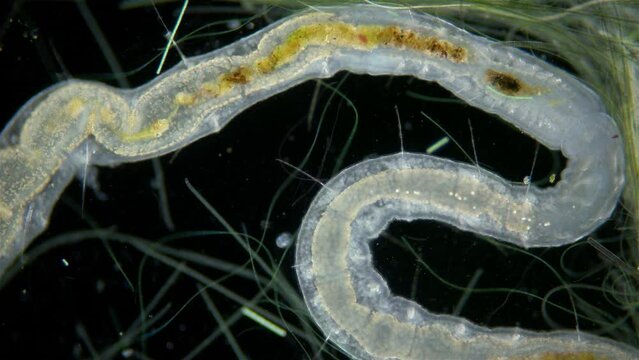 Naididae Images – Browse 159 Stock Photos, Vectors, and Video | Adobe Stock