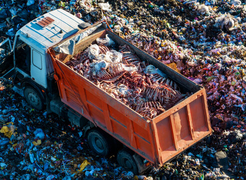 "Dead Cow" Images – Browse 264 Stock Photos, Vectors, and Video | Adobe ...