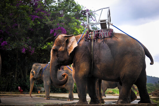 Elephant On Back Images – Browse 3,513 Stock Photos, Vectors, and Video ...