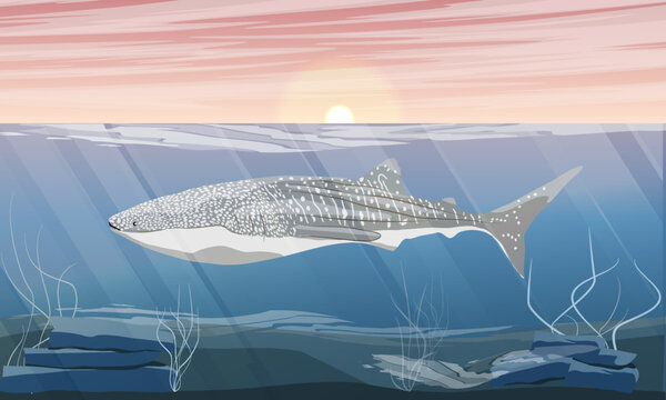 Butanding Images – Browse 1,945 Stock Photos, Vectors, and Video ...