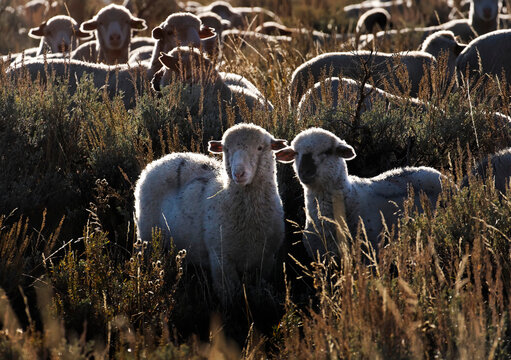Imagens de Ovino – Explore Fotografias do Stock, Vetores e Vídeos de ...