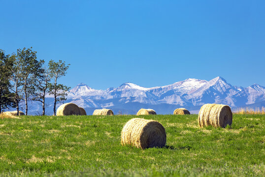 Trilling Imagens – Procure 604,591 fotos, vetores e vídeos | Adobe Stock