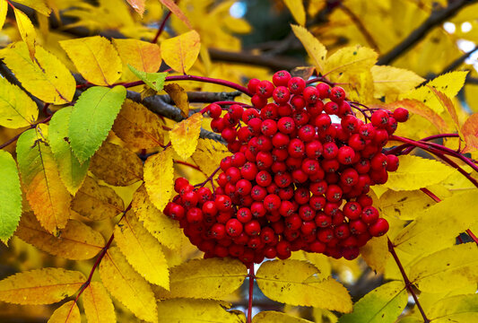 「ぶどうの葉」の写真素材 | 1,355,356件の無料イラスト画像 | Adobe Stock