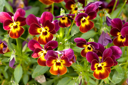 Red Pansy Flower