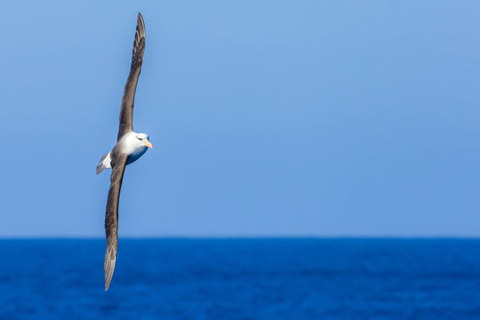 Albatross Bilder – Durchsuchen 15,425 Archivfotos, Vektorgrafiken und ...