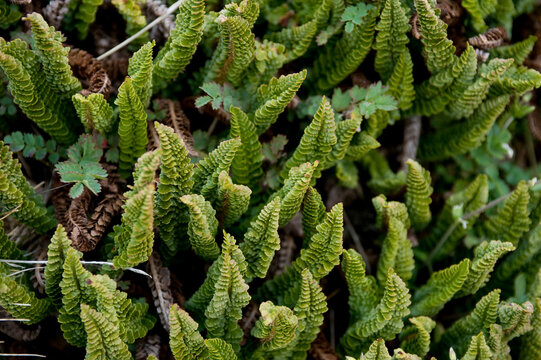 Imágenes de Pteropsida: descubre bancos de fotos, ilustraciones ...