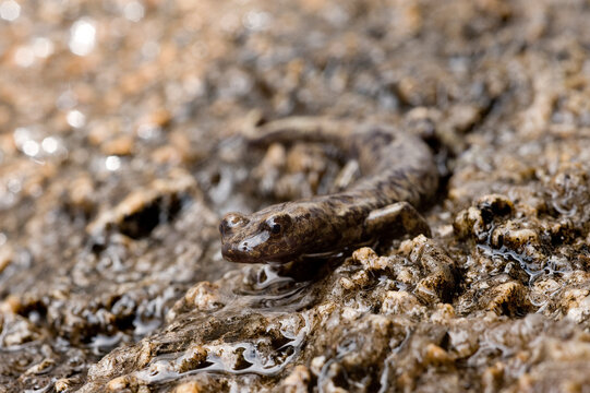 Salamanda Bilder – Durchsuchen 28,694 Archivfotos, Vektorgrafiken und ...