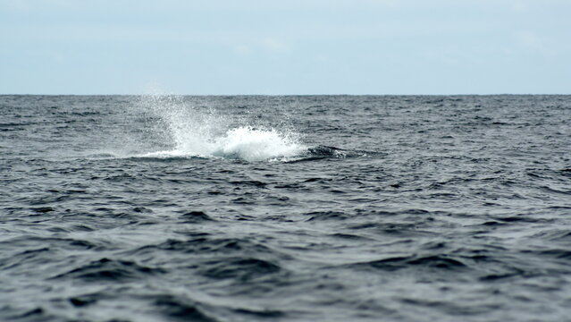 Furchenwale Bilder – Durchsuchen 1,672 Archivfotos, Vektorgrafiken und ...